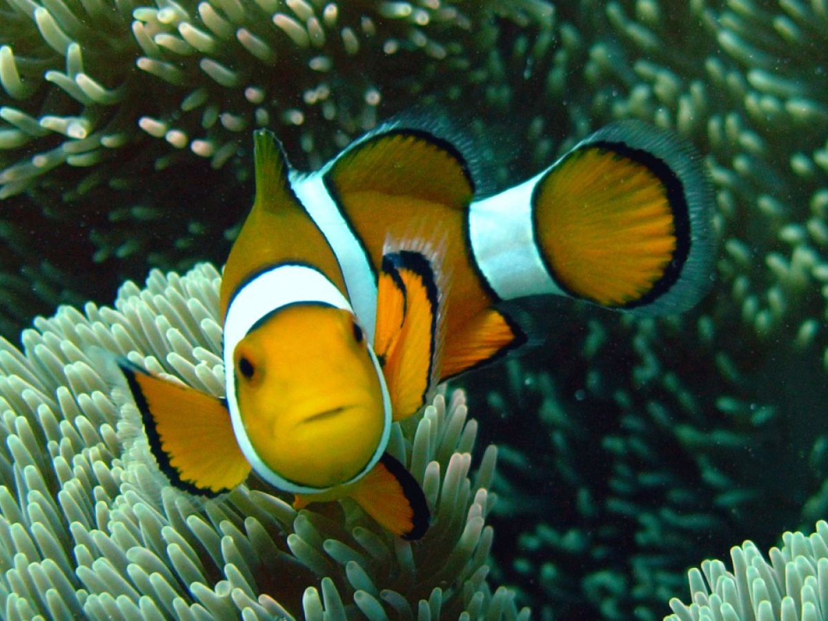 Mermaid Reef Marine Park - Scoop Digital - Australia's largest ...