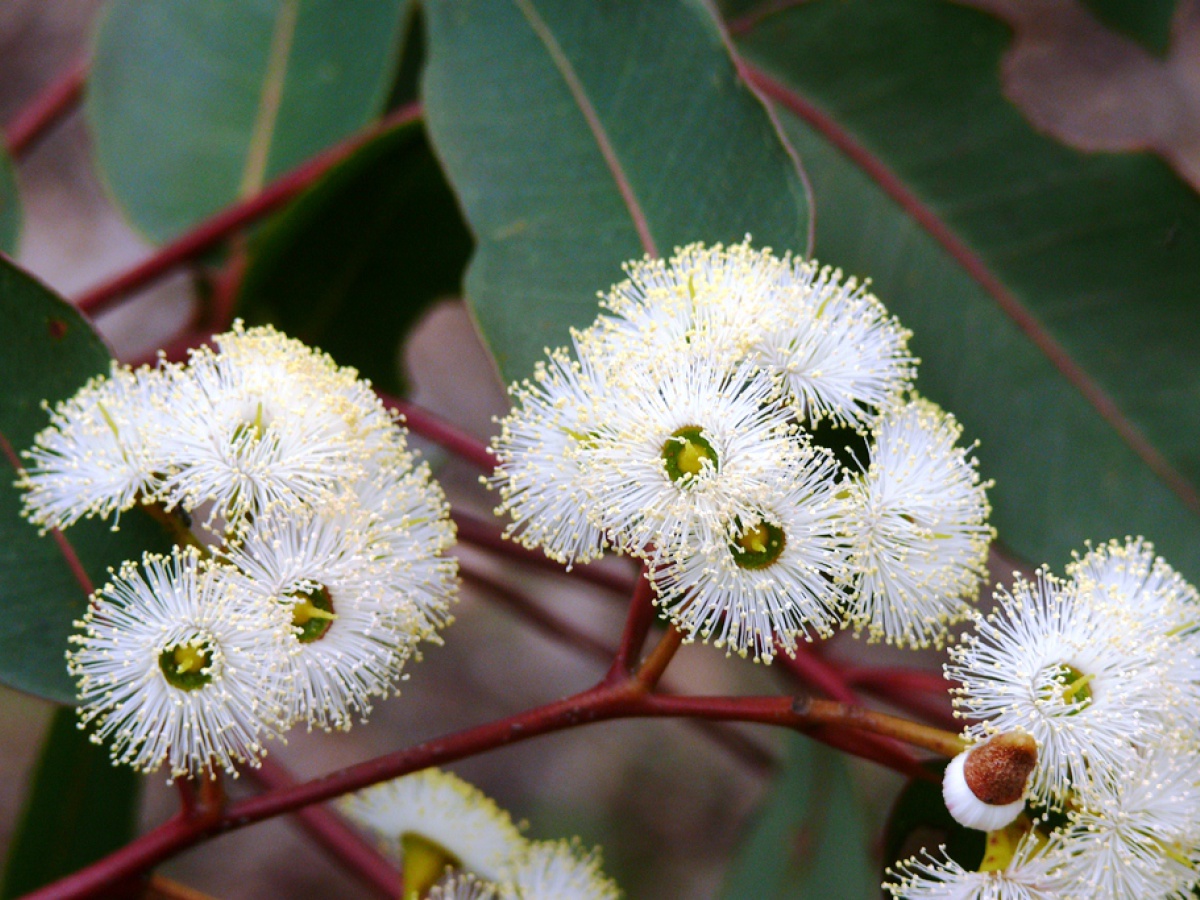 Mount Roe National Park - Scoop Digital - Australia's largest lifestyle ...