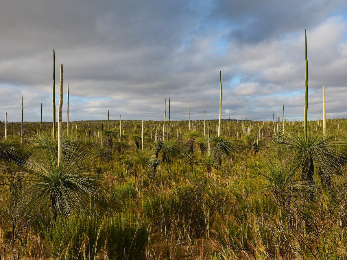 Rowles Lagoon Conservation Park - Scoop Digital - Australia's largest ...