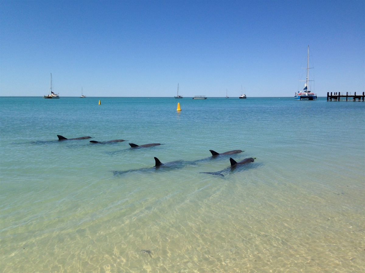 Monkey Mia Dolphin Experience - Scoop Digital - Australia's largest ...