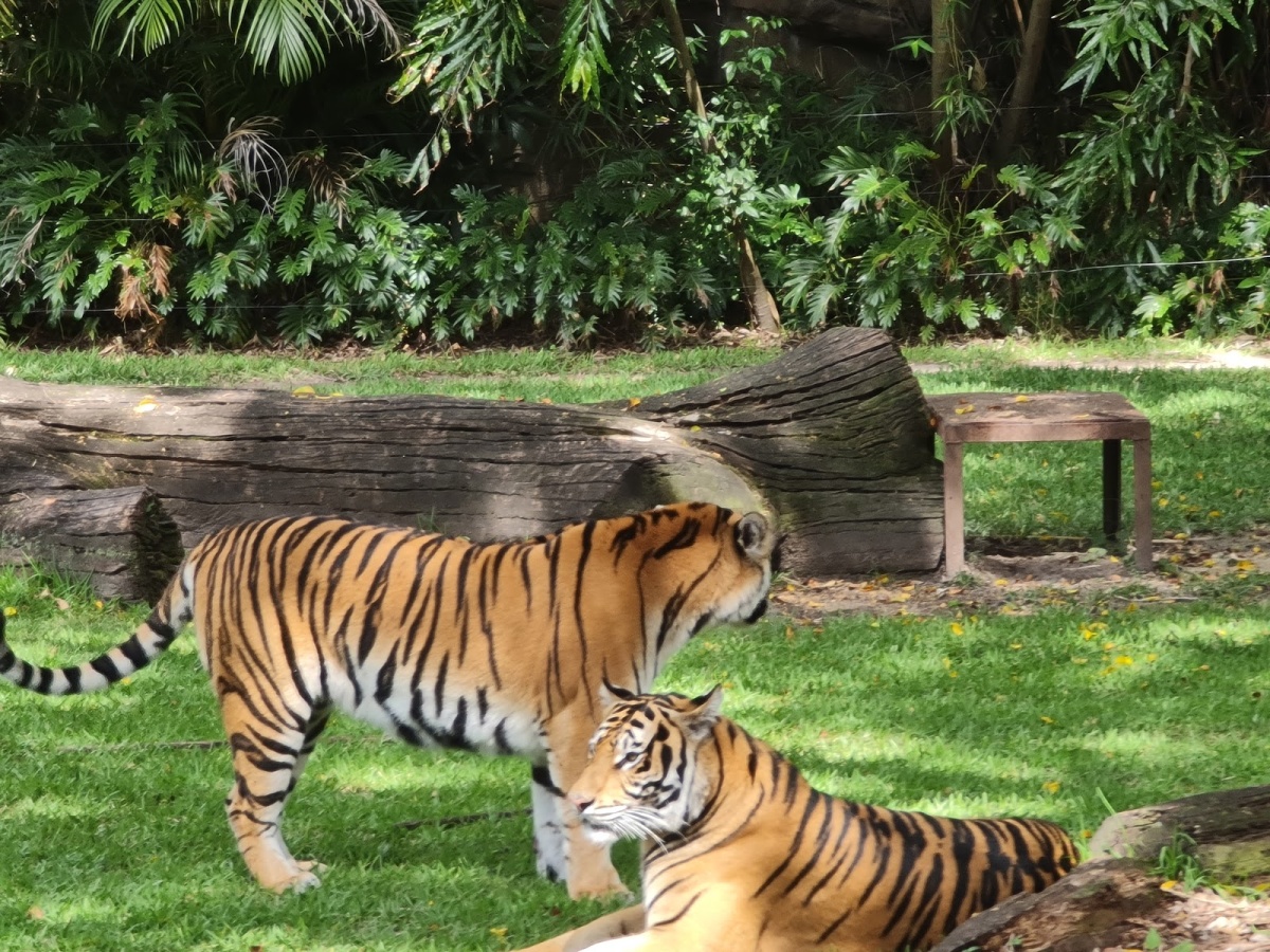 Tiger Island - Scoop Digital - Australia's largest lifestyle & travel ...