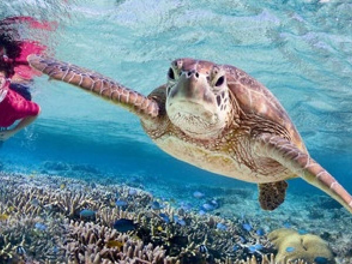Mon Repos Turtle Encounter - Scoop Digital - Australia's largest ...