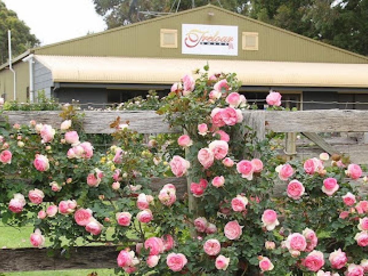 Treloar Roses Display Garden - Scoop Digital - Australia's largest ...