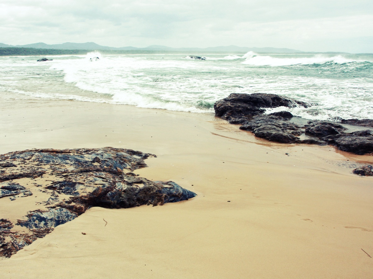 Bongil Bongil National Park - Scoop Digital - Australia's largest ...
