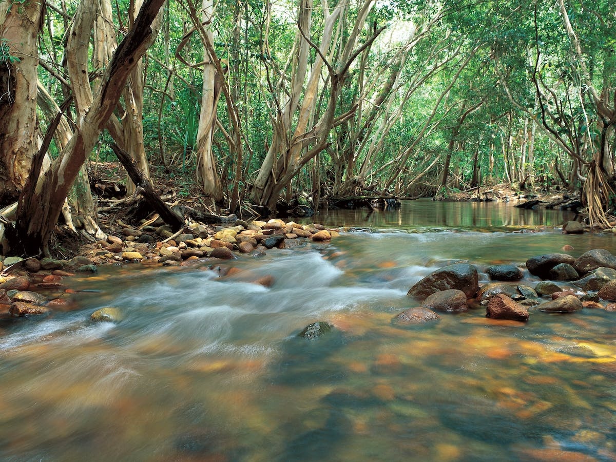 Tully Gorge National Park - Scoop Digital - Australia's largest ...