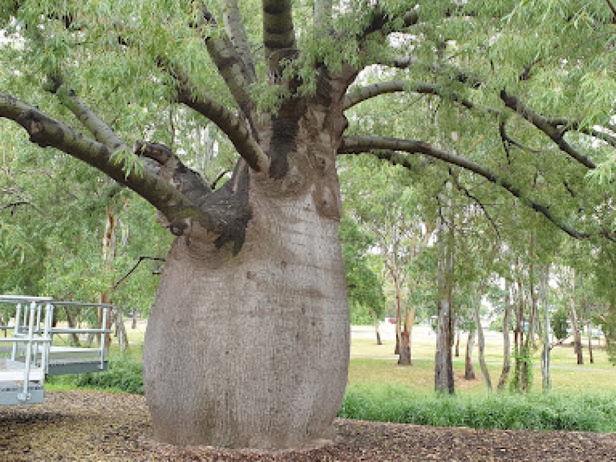 Roma's Largest Bottle Tree - Scoop Digital - Australia's largest ...