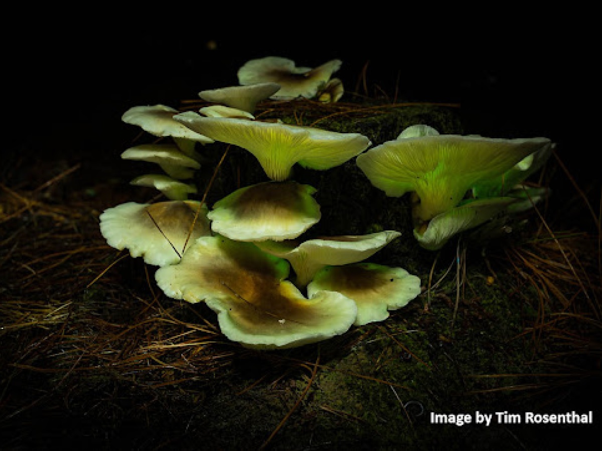 Ghost Mushroom Lane - Scoop Digital - Australia's largest lifestyle ...