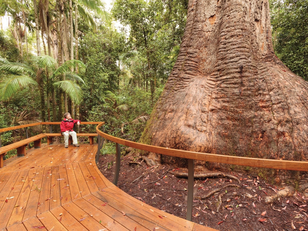Burrawan State Forest - Scoop Digital - Australia's largest lifestyle ...