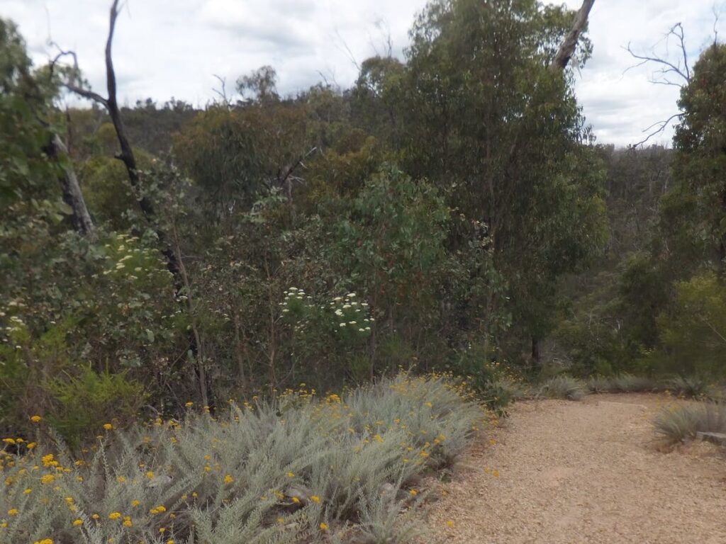 Mt Disappointment State Forest - Scoop Digital - Australia's largest ...