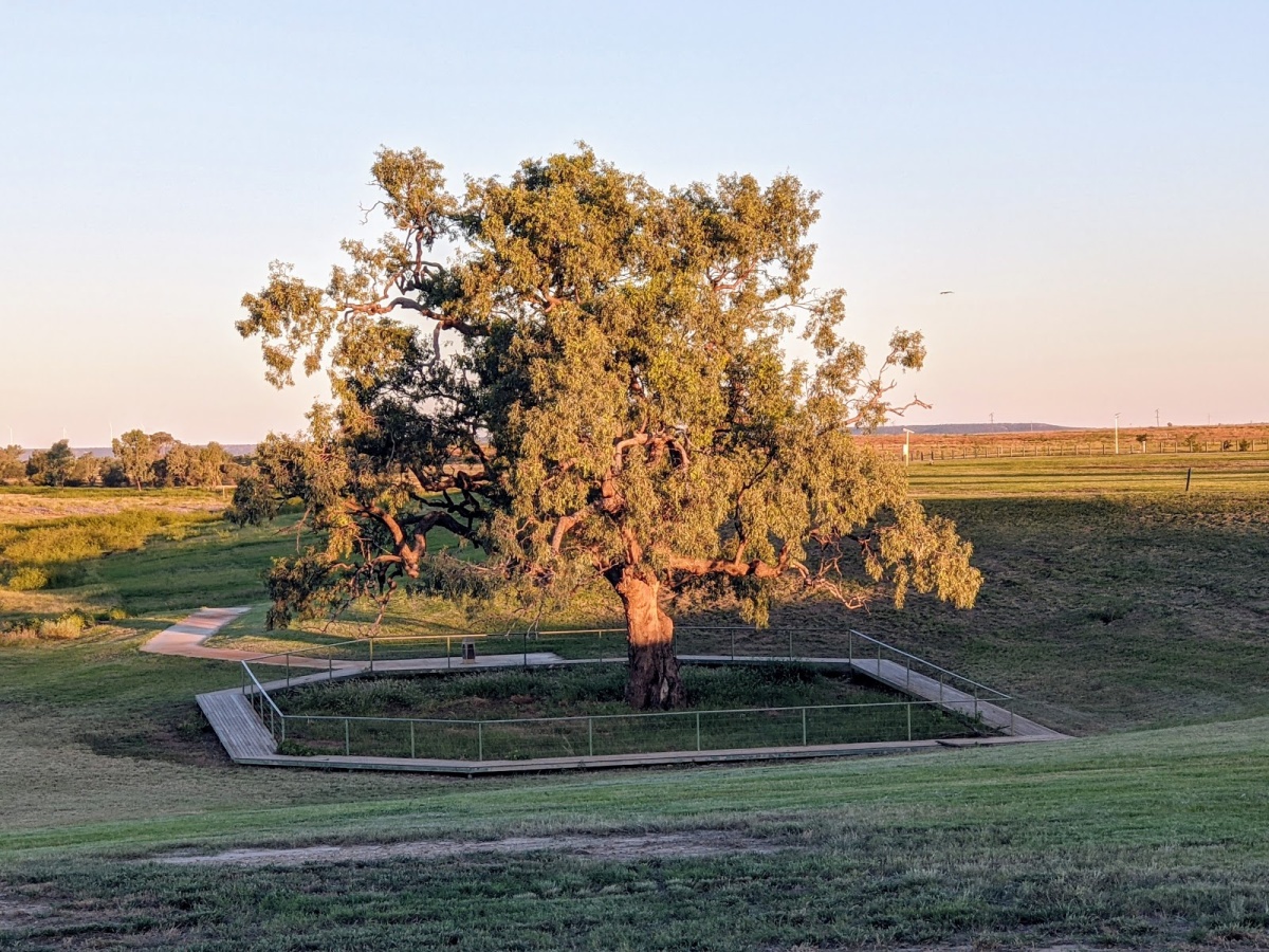 Historic Coolabah Tree - Scoop Digital - Australia's largest lifestyle ...