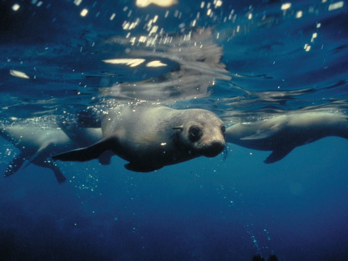 Wilsons Promontory Marine National Park - Scoop Digital - Australia's ...