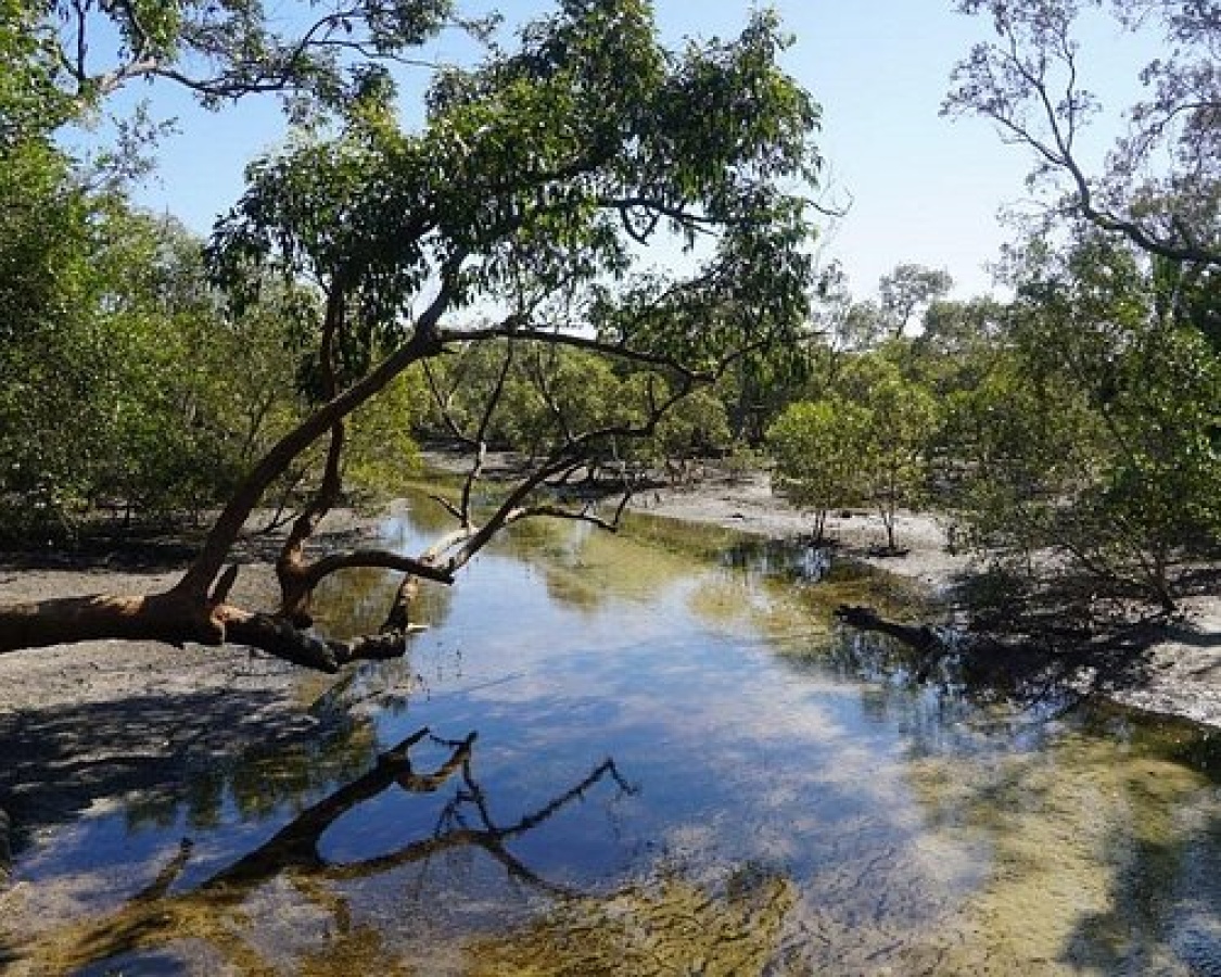 Myora Springs Conservation Area - Scoop Digital - Australia's largest ...