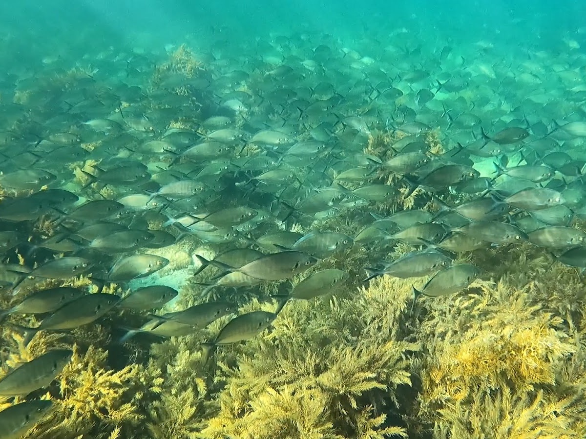 Smooth Pool - Scoop Digital - Australia's largest lifestyle & travel ...