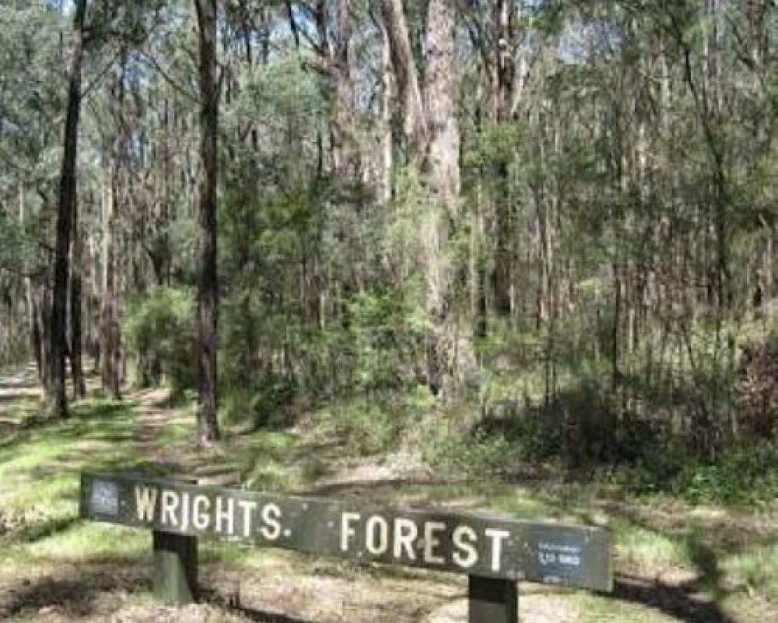 Wright Forest - Scoop Digital - Australia's largest lifestyle & travel network