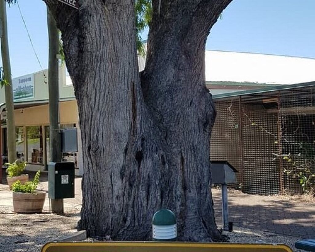 Leichhardt Tree - Scoop Digital - Australia's largest lifestyle ...